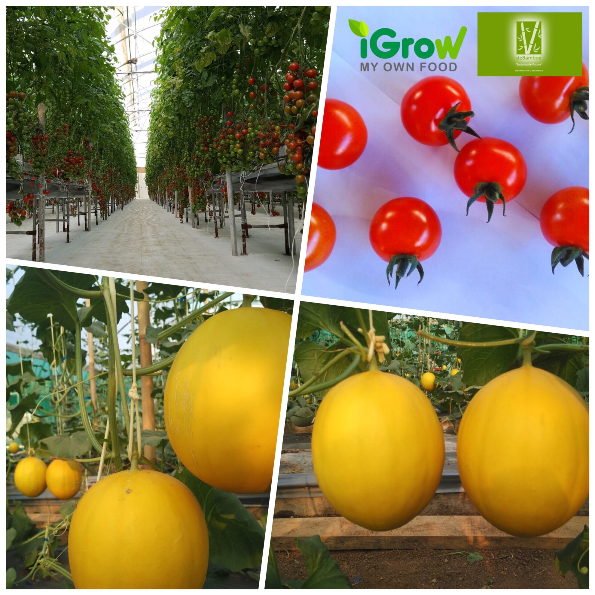 Agrihood by iGrow.Asia, Bertanam Kapan Saja dan Dimana Saja – Blog ...