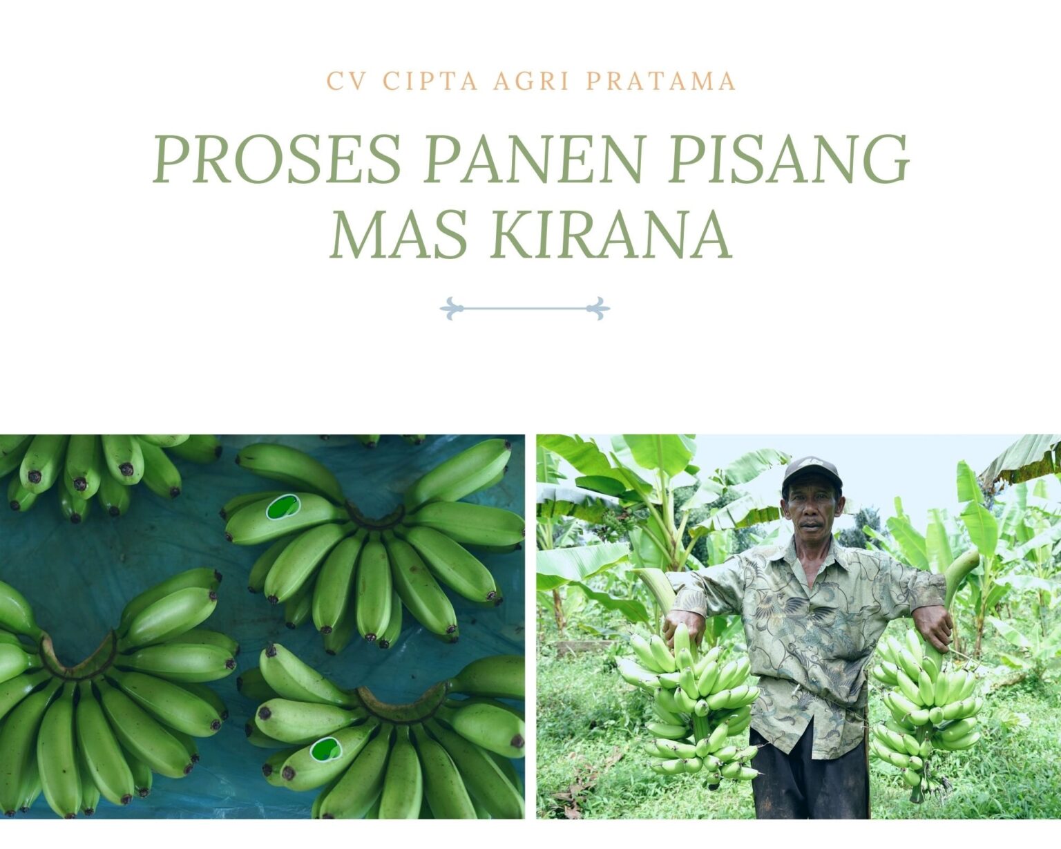 Panen Pisang Mas Kirana – Blog iGrow – Berita Terbaru, Promo, Cerita ...